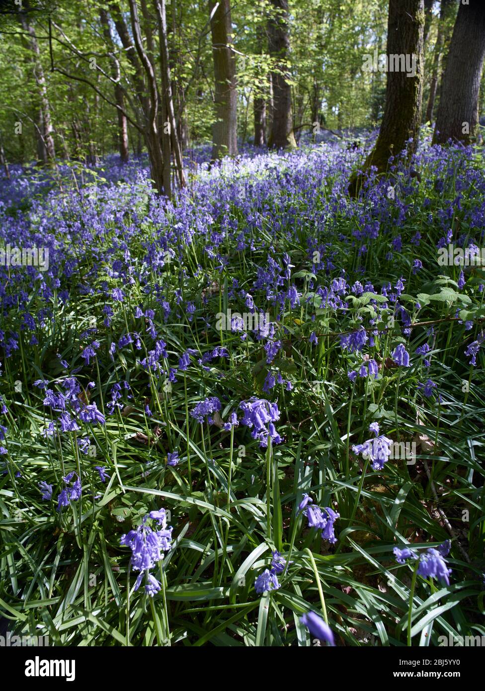 Bluebells flowering in woodlands during spring, Surrey, England, United ...