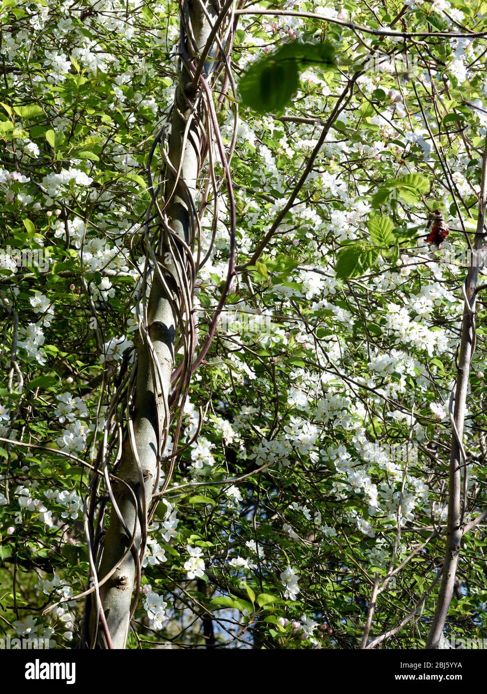 Abstract close up natural portrait of spring blossom, and sapling with ...