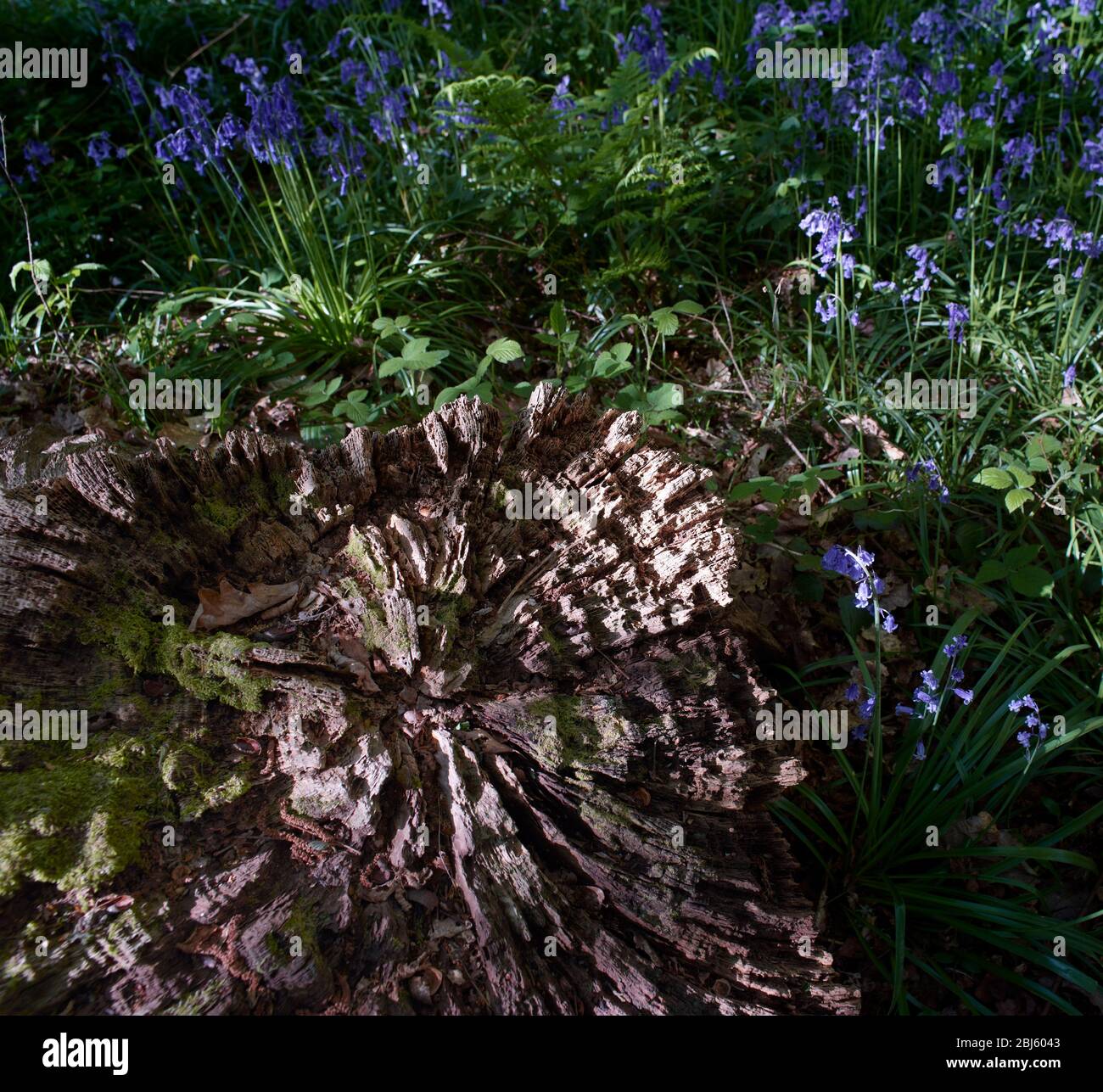 Bluebells flowering in woodlands during spring, Surrey, England, United ...