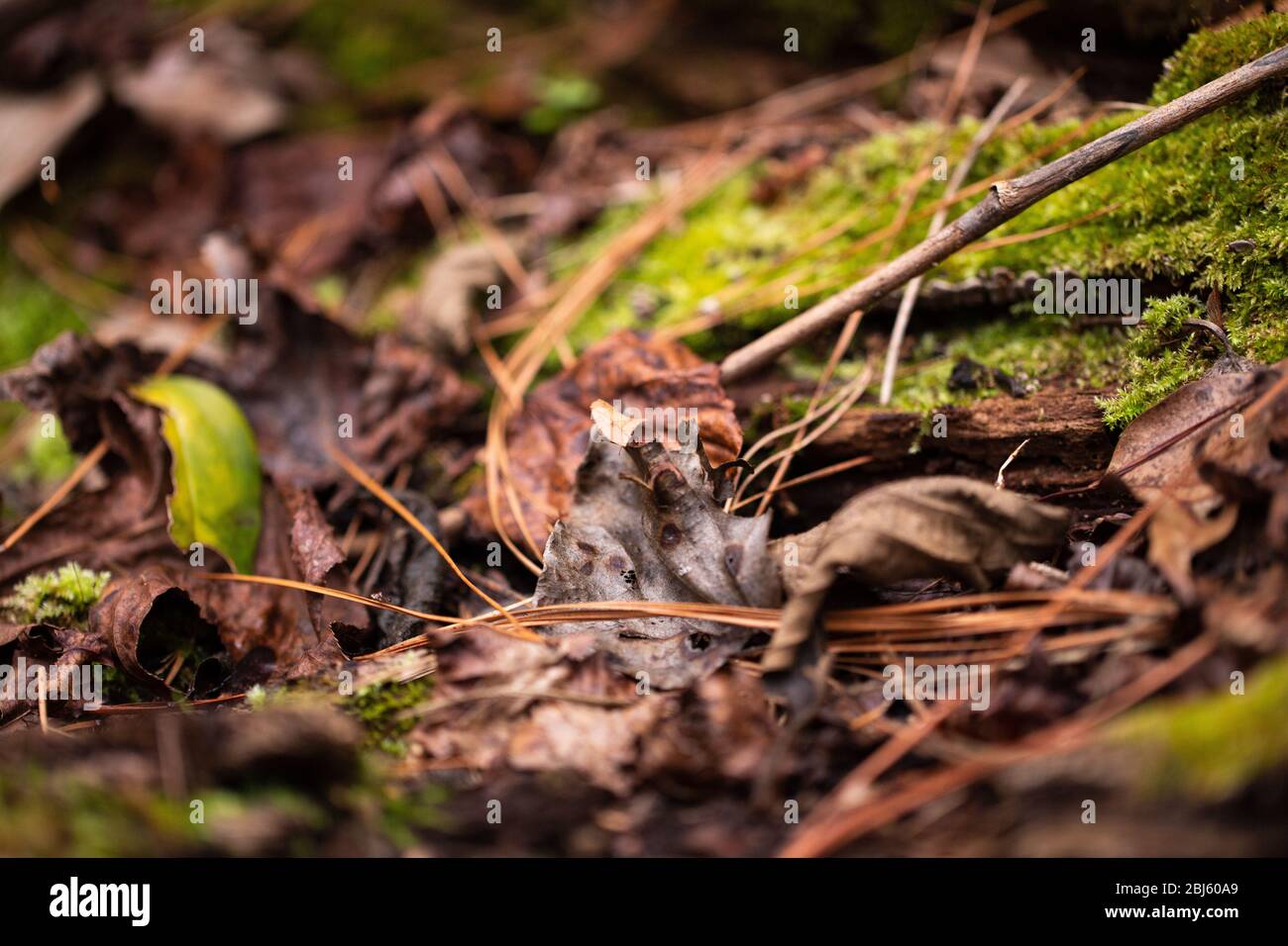 twigs, leaves and moss on forest floor Stock Photo - Alamy