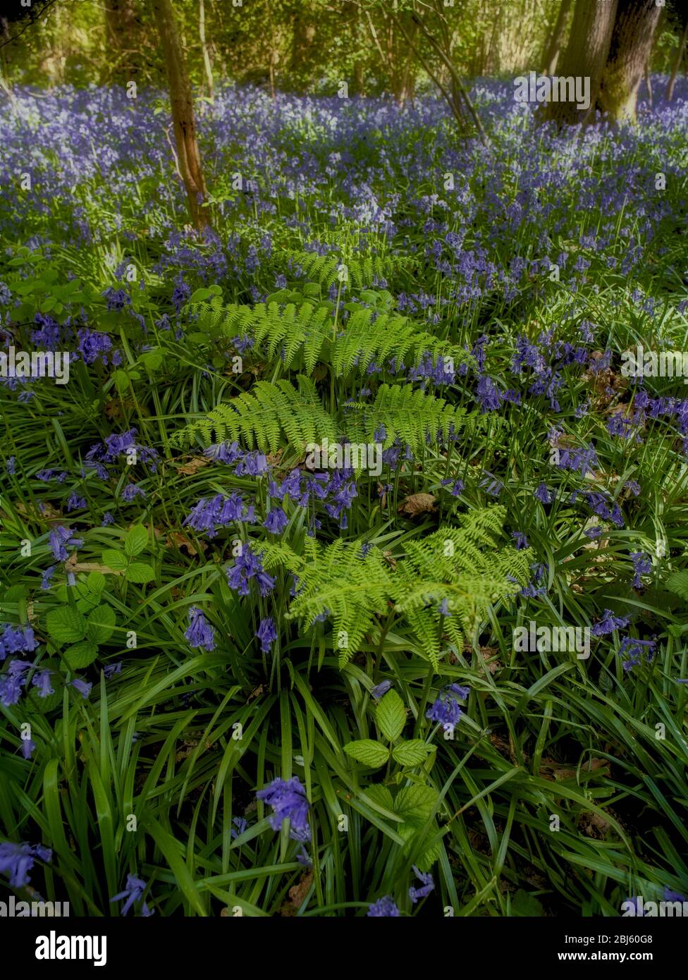 Bluebells flowering in woodlands during spring, Surrey, England, United ...