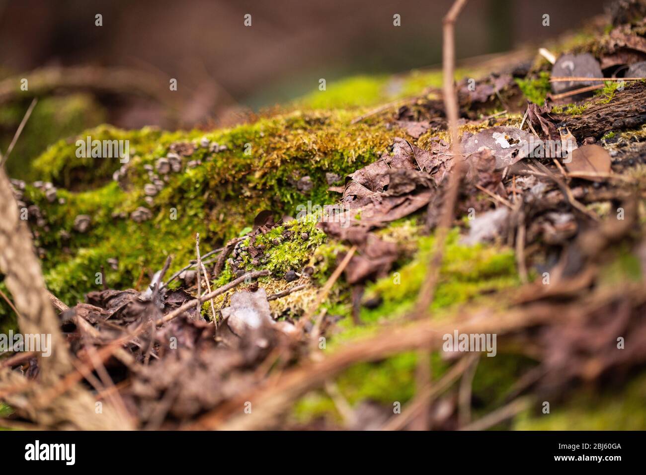 twigs, leaves and moss on forest floor Stock Photo - Alamy