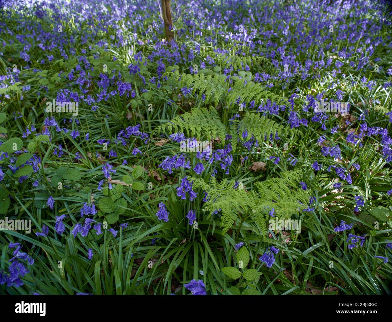 Bluebells flowering in woodlands during spring, Surrey, England, United ...