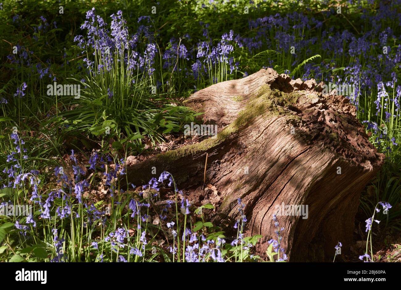 Bluebells flowering in woodlands during spring, Surrey, England, United ...
