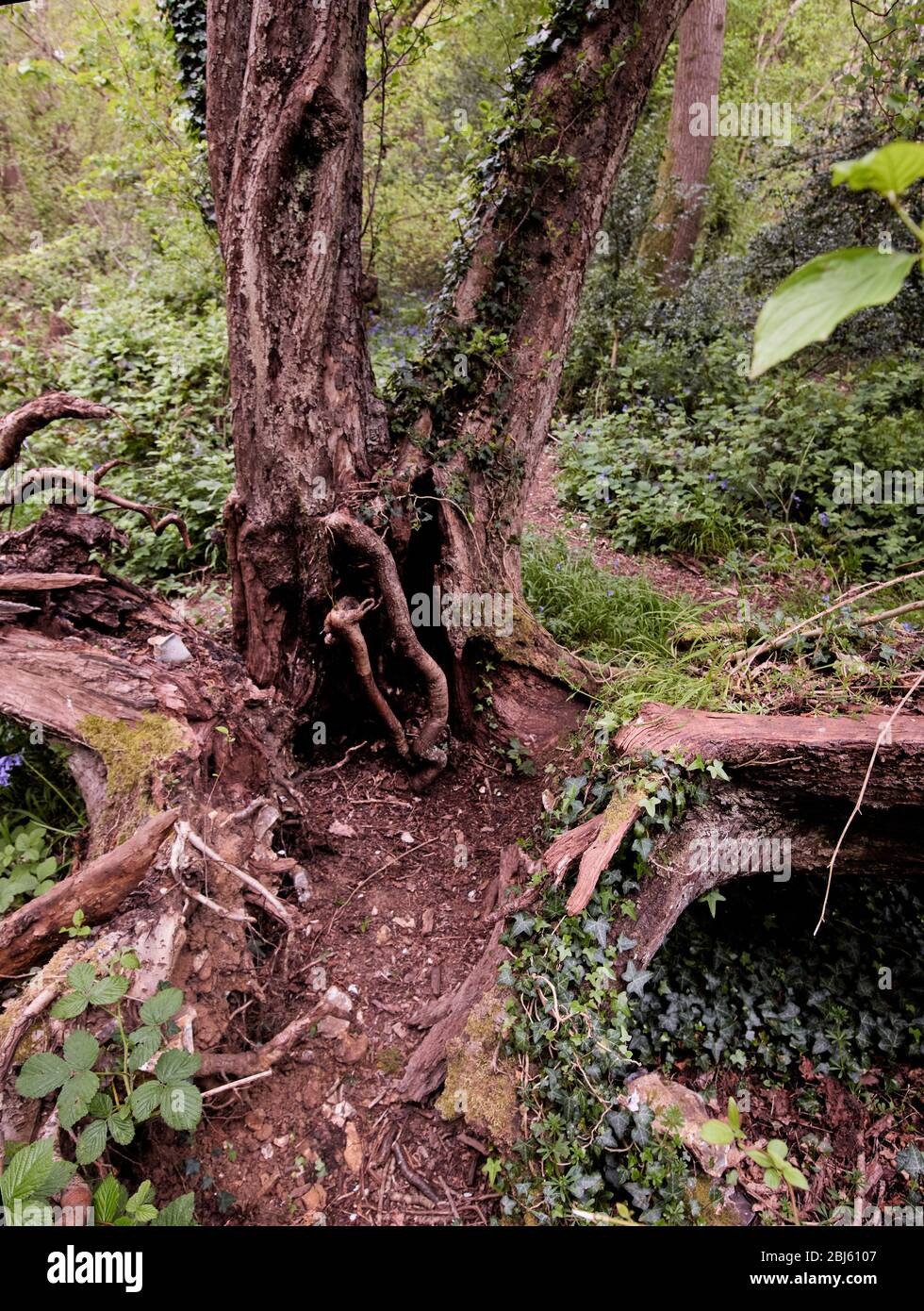 Split tree on woodland path natural landscape during spring, Surrey ...