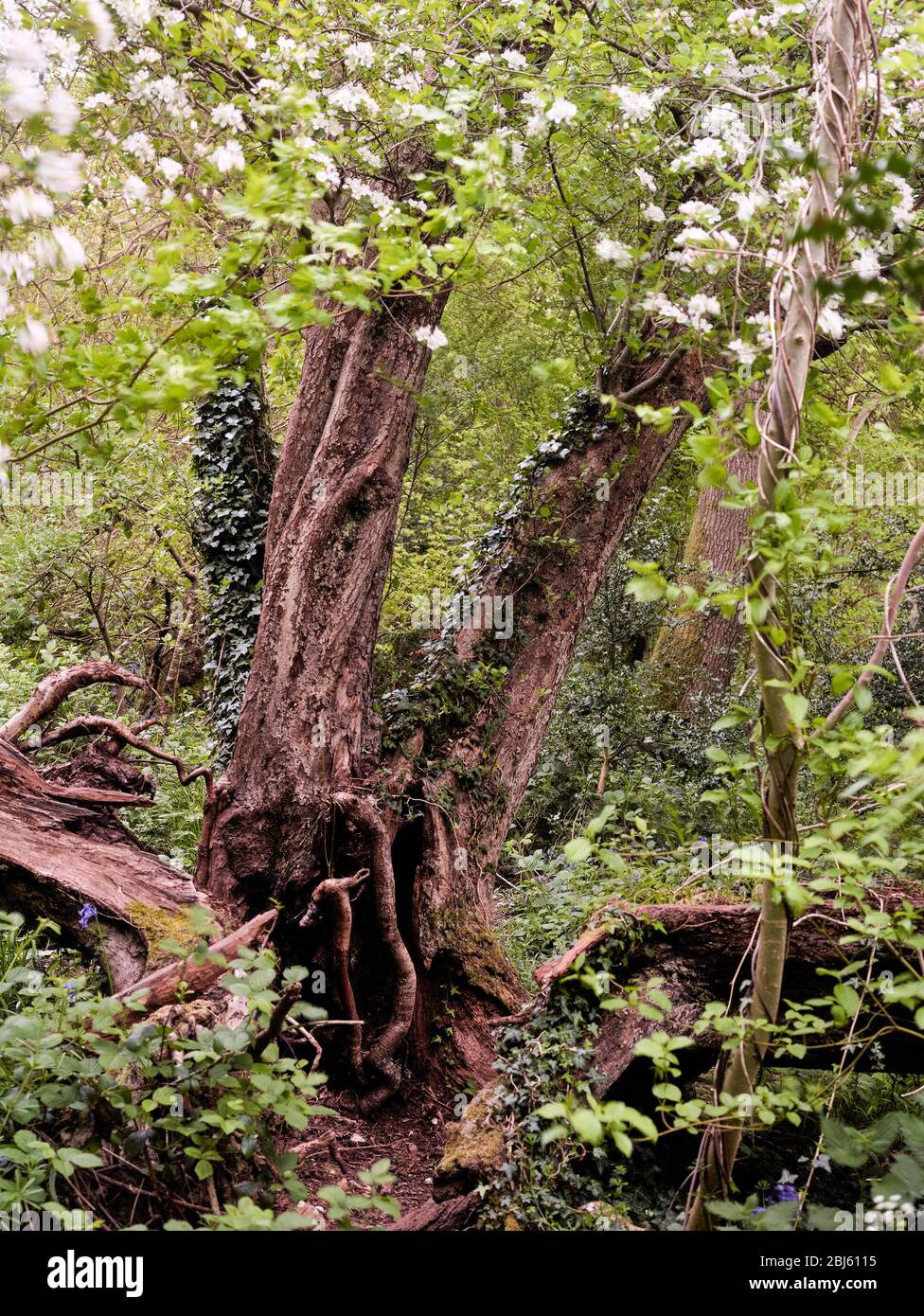 Split tree on woodland path natural landscape during spring, Surrey ...