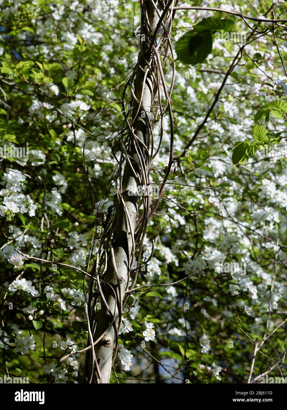 Abstract close up natural portrait of spring blossom, and sapling with ...