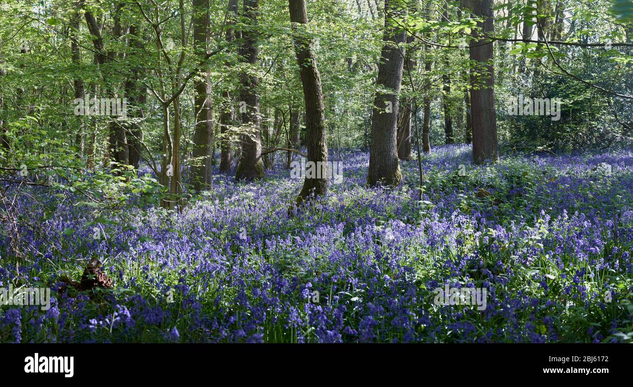 Bluebells flowering in woodlands during spring, Surrey, England, United ...