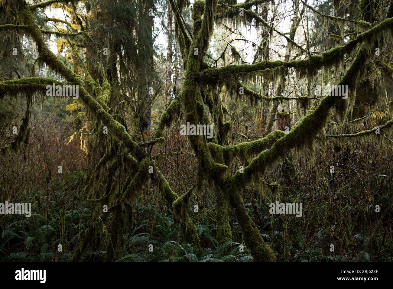 Douglas maple hi-res stock photography and images - Alamy