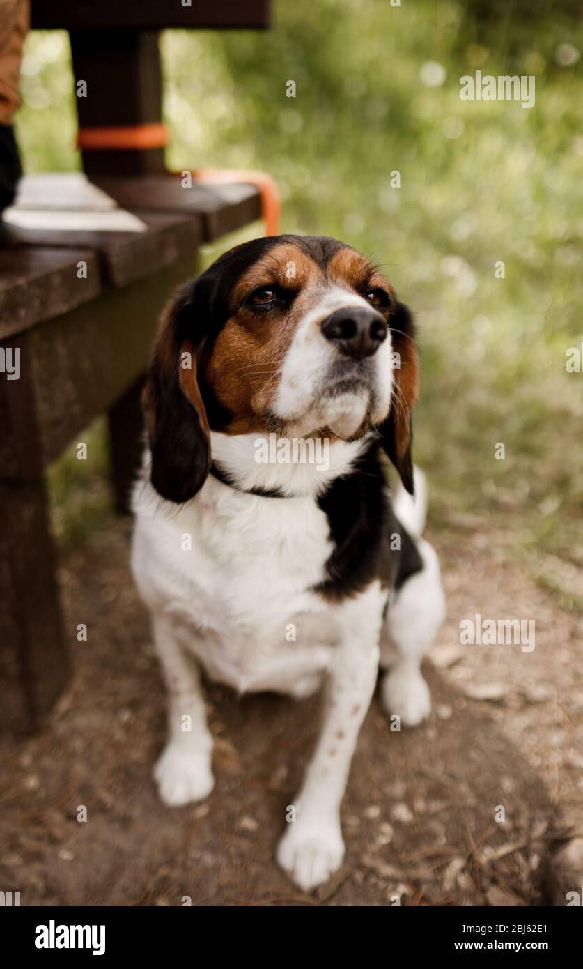 Beagle dog sitting with his owner by the bench in the summer Stock ...