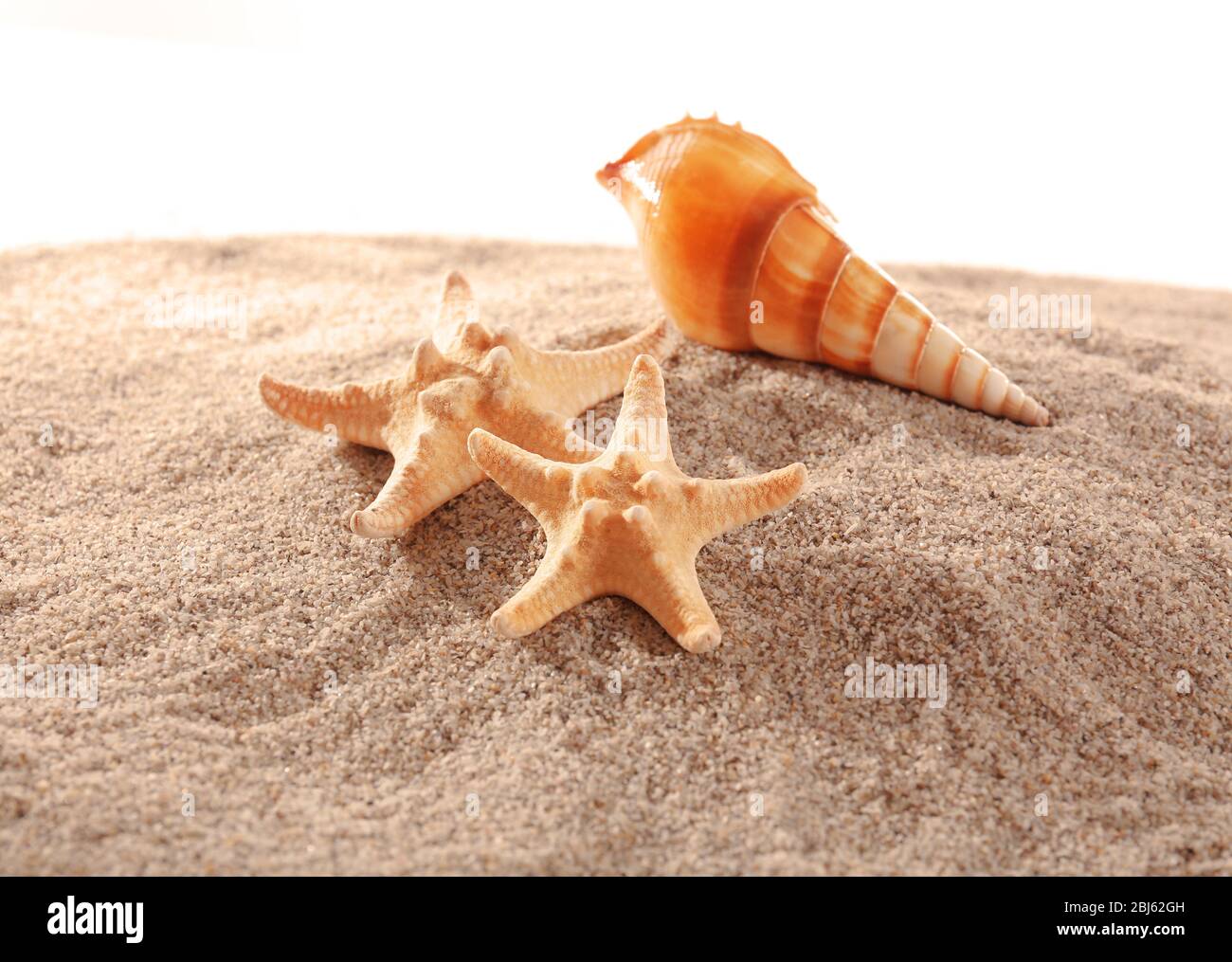 Sea stars and shells on sand isolated on white background Stock Photo ...