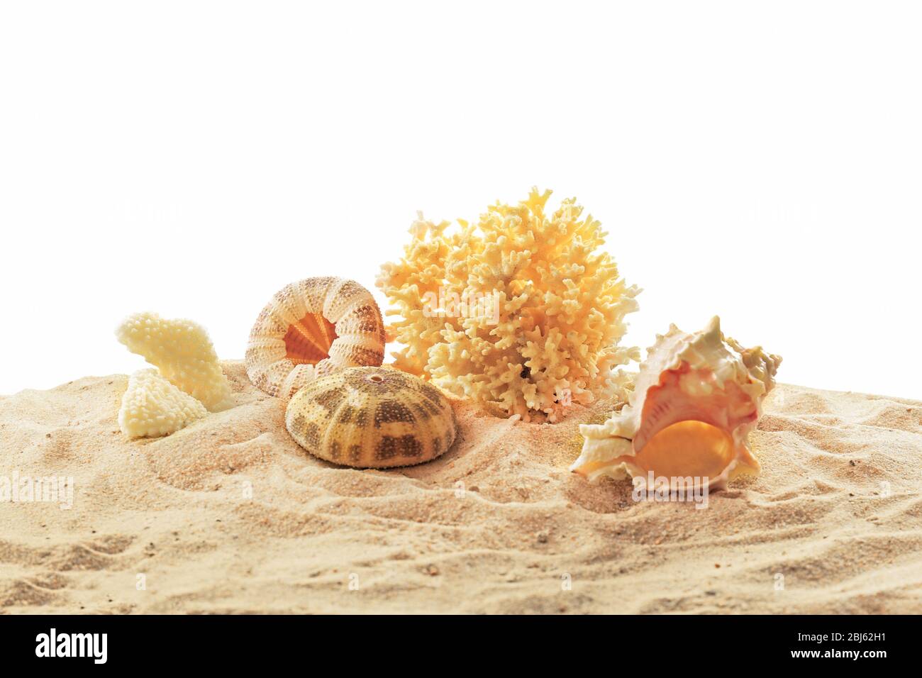 Coral and shells on sand isolated on white Stock Photo - Alamy