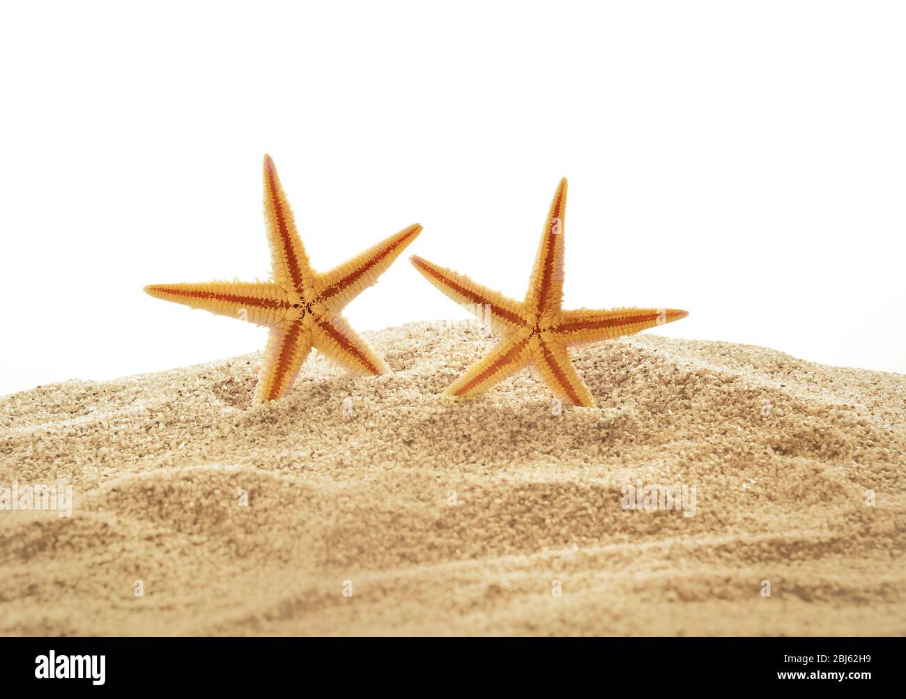 Sea stars on sand isolated on white Stock Photo - Alamy
