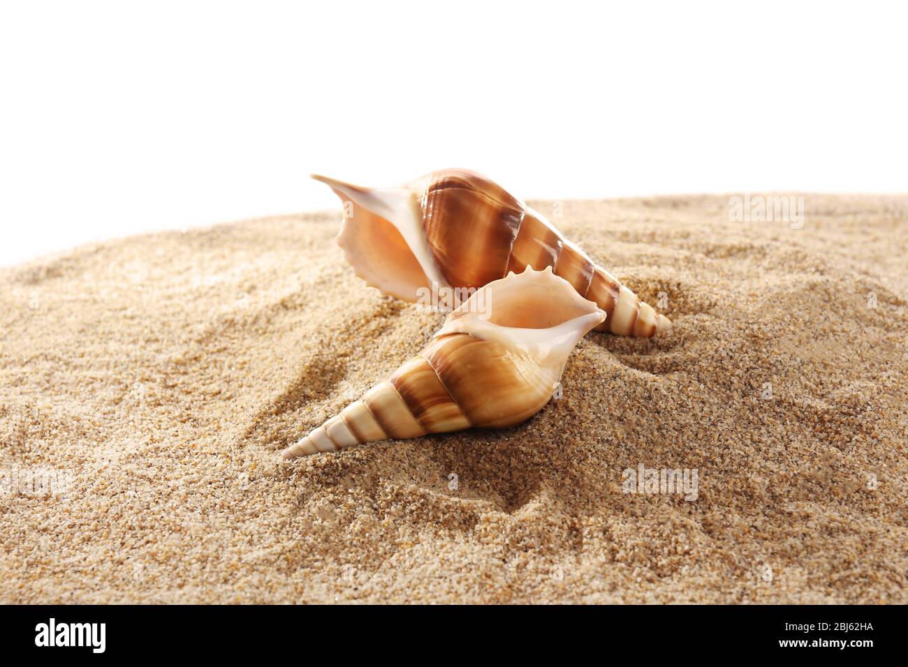 Sea shells on sand isolated on white background Stock Photo - Alamy