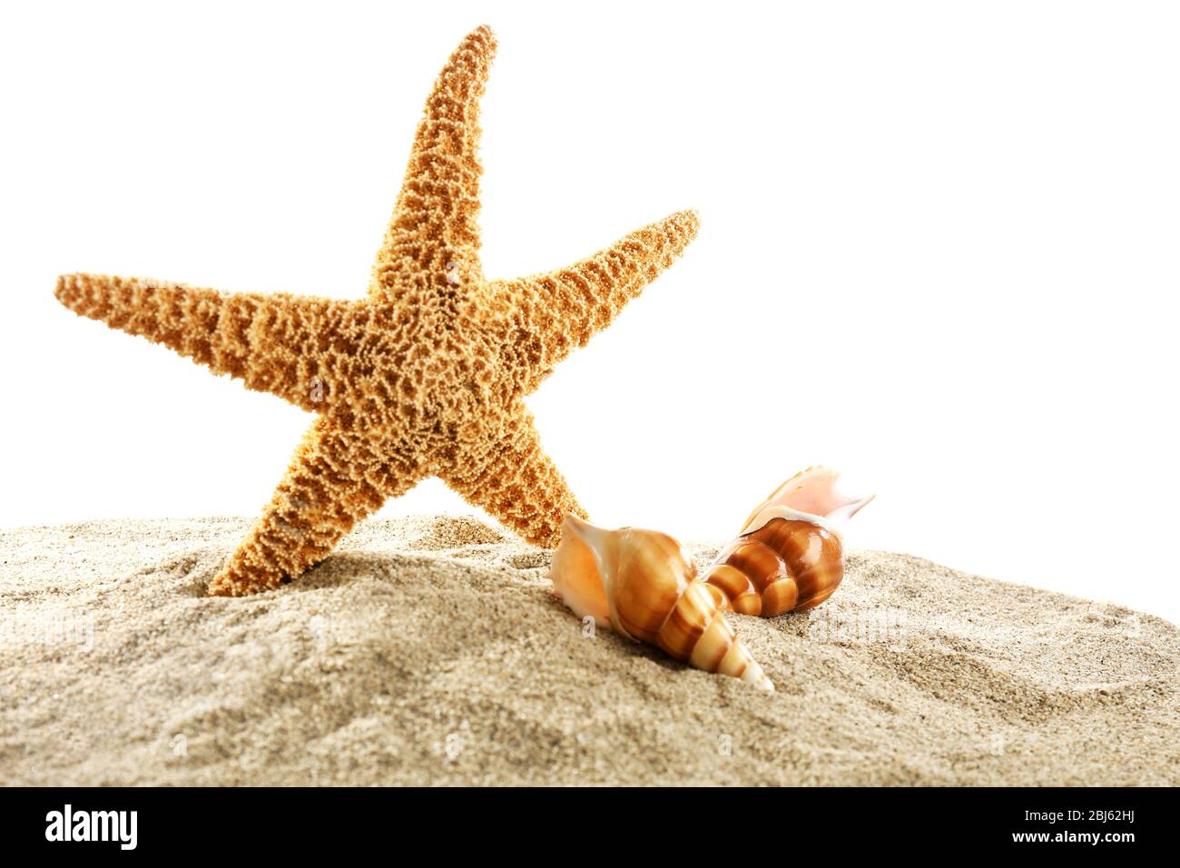 Sea star and shells isolated on white background Stock Photo - Alamy