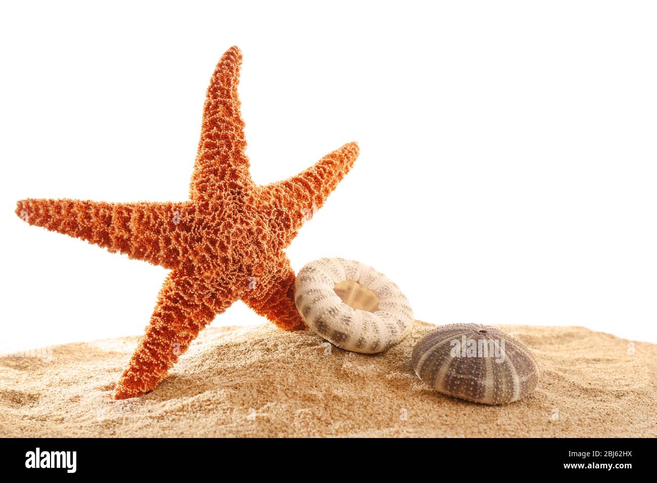 Sea star and shells isolated on white background Stock Photo - Alamy