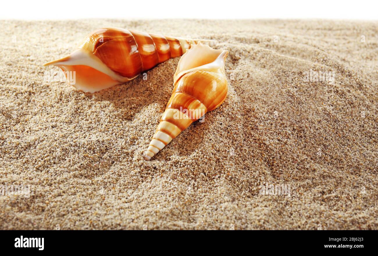 Sea shells on sand isolated on white background Stock Photo - Alamy
