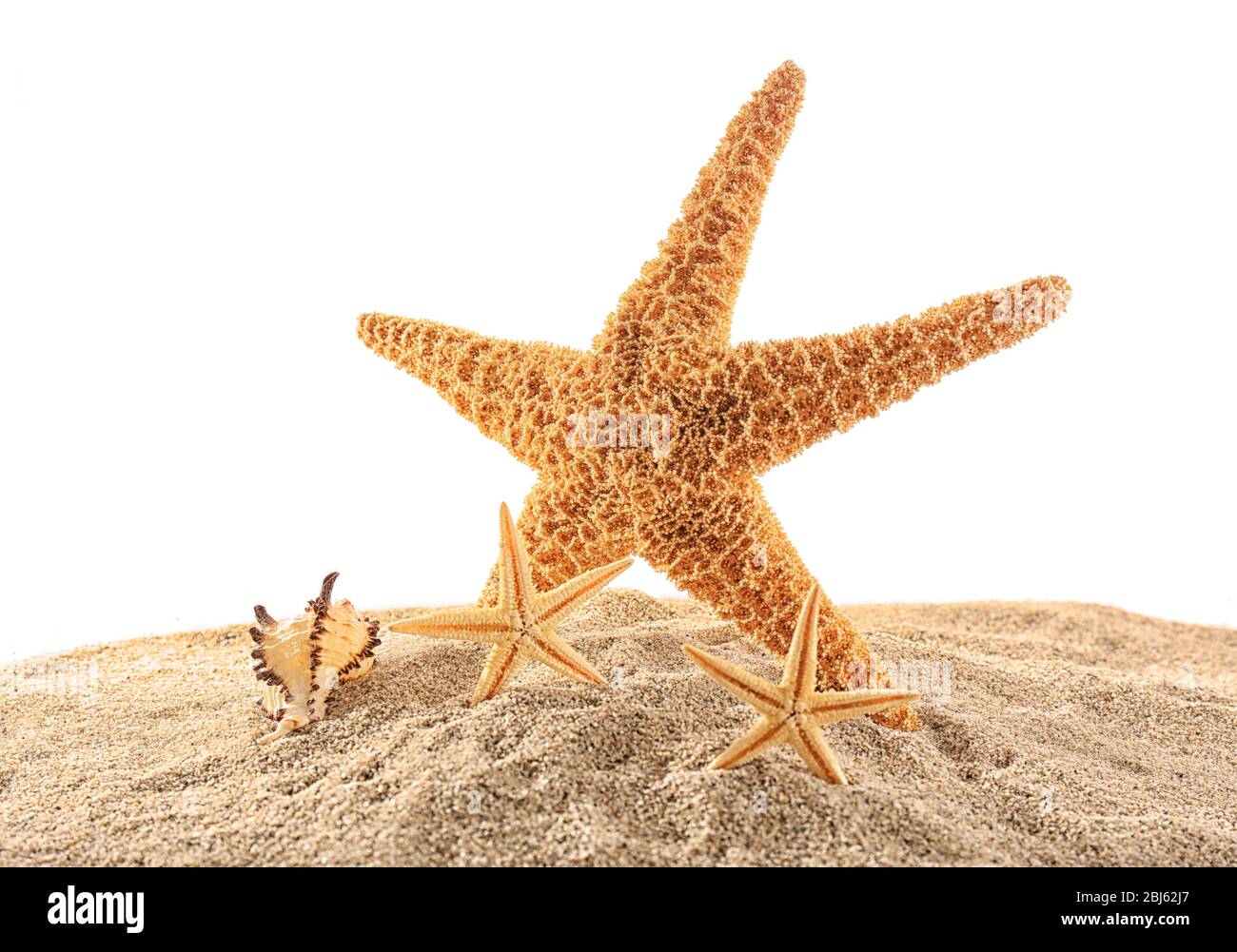 Sea star and shells isolated on white background Stock Photo - Alamy