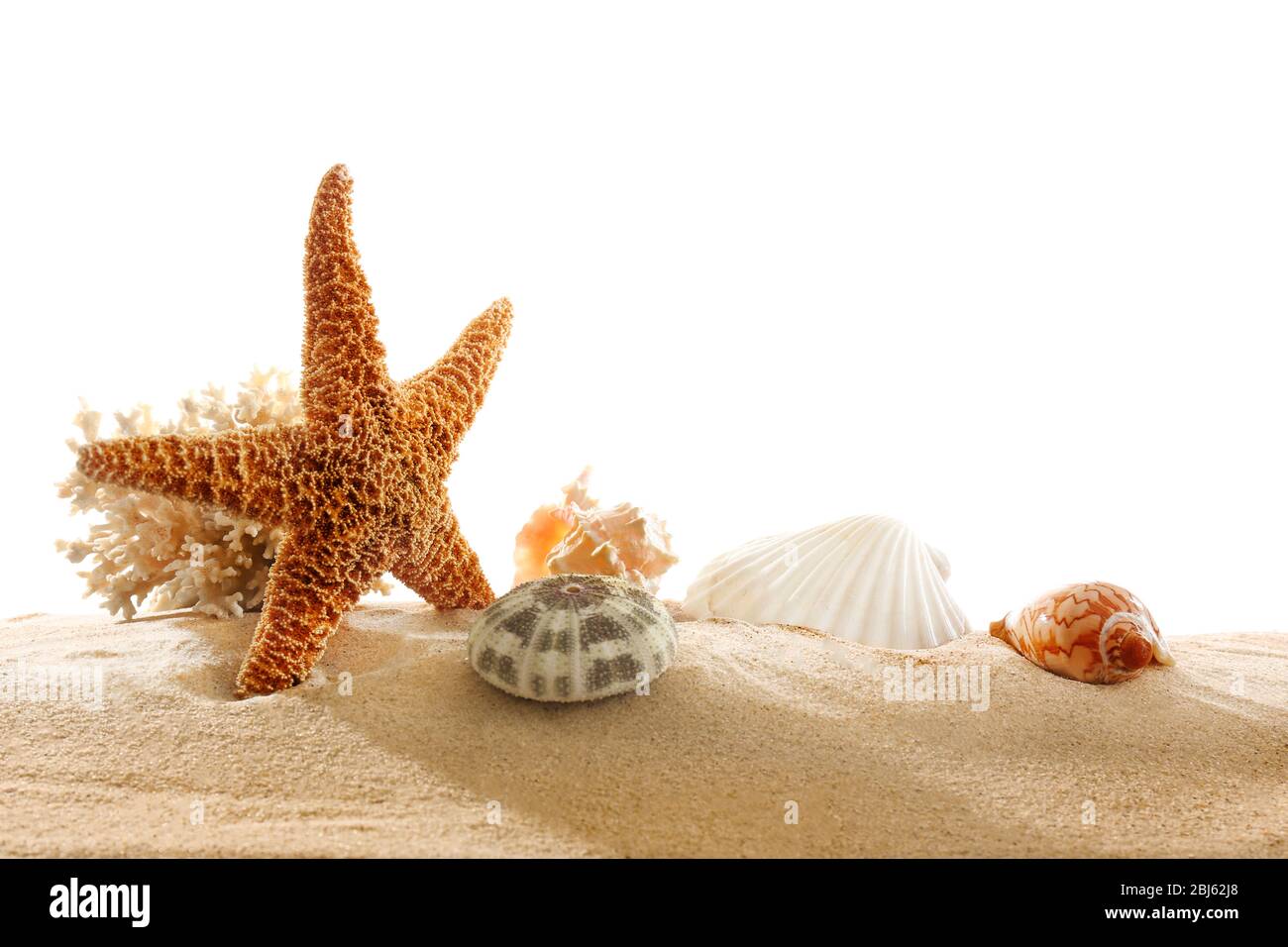 Coral and shells on sand isolated on white Stock Photo - Alamy