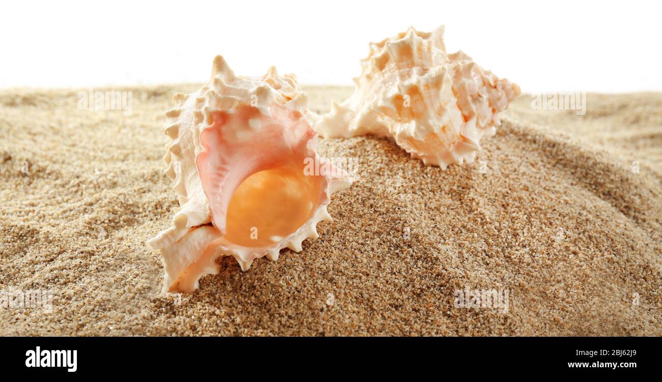 Sea shells on sand isolated on white background Stock Photo - Alamy