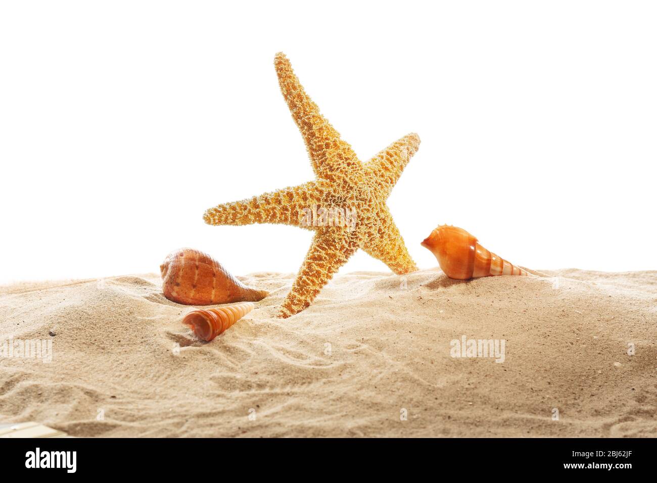 Sea star and shells isolated on white background Stock Photo - Alamy