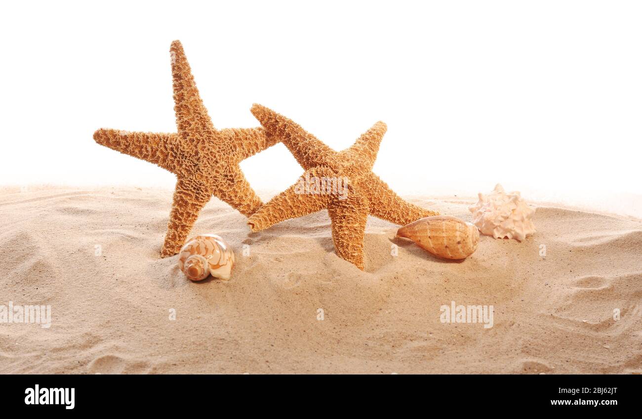 Sea stars and sea shells on sand isolated on white background Stock ...