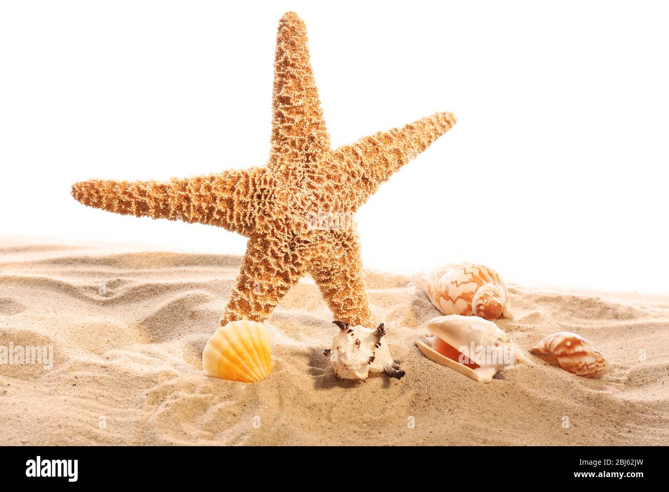 Sea star and shells isolated on white background Stock Photo - Alamy