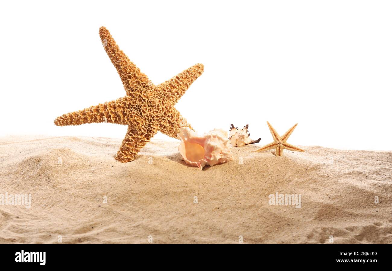 Sea star and shells isolated on white background Stock Photo - Alamy