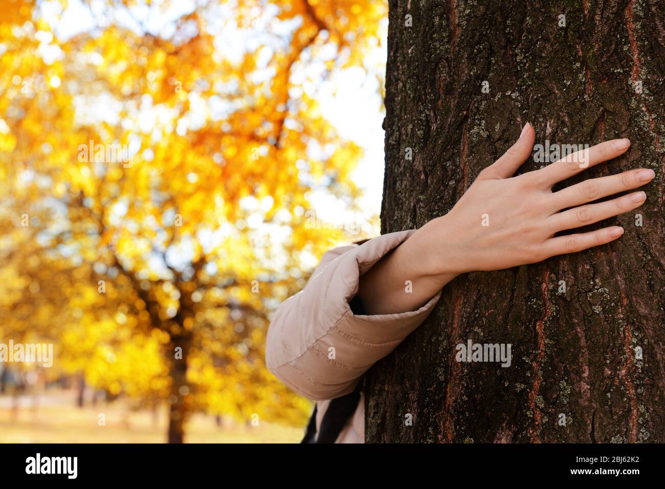 Hands hugging tree in an autumn park Stock Photo - Alamy
