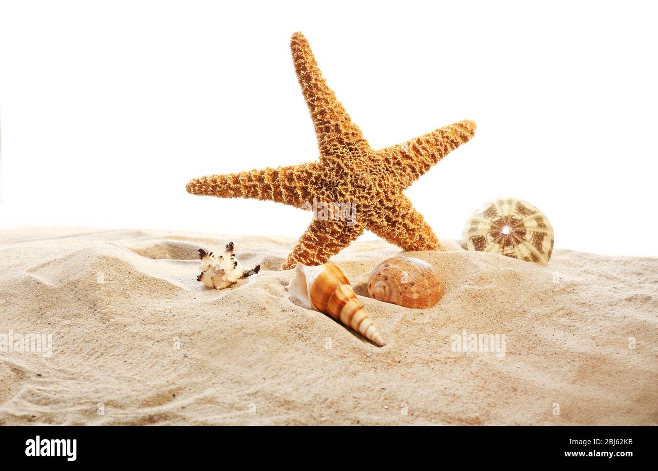 Sea star and shells isolated on white background Stock Photo - Alamy