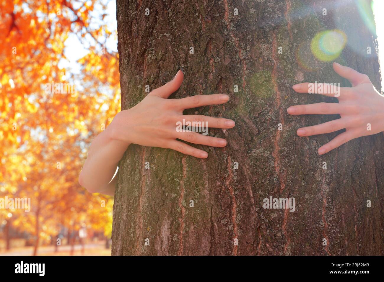 Hands hugging tree in an autumn park Stock Photo - Alamy