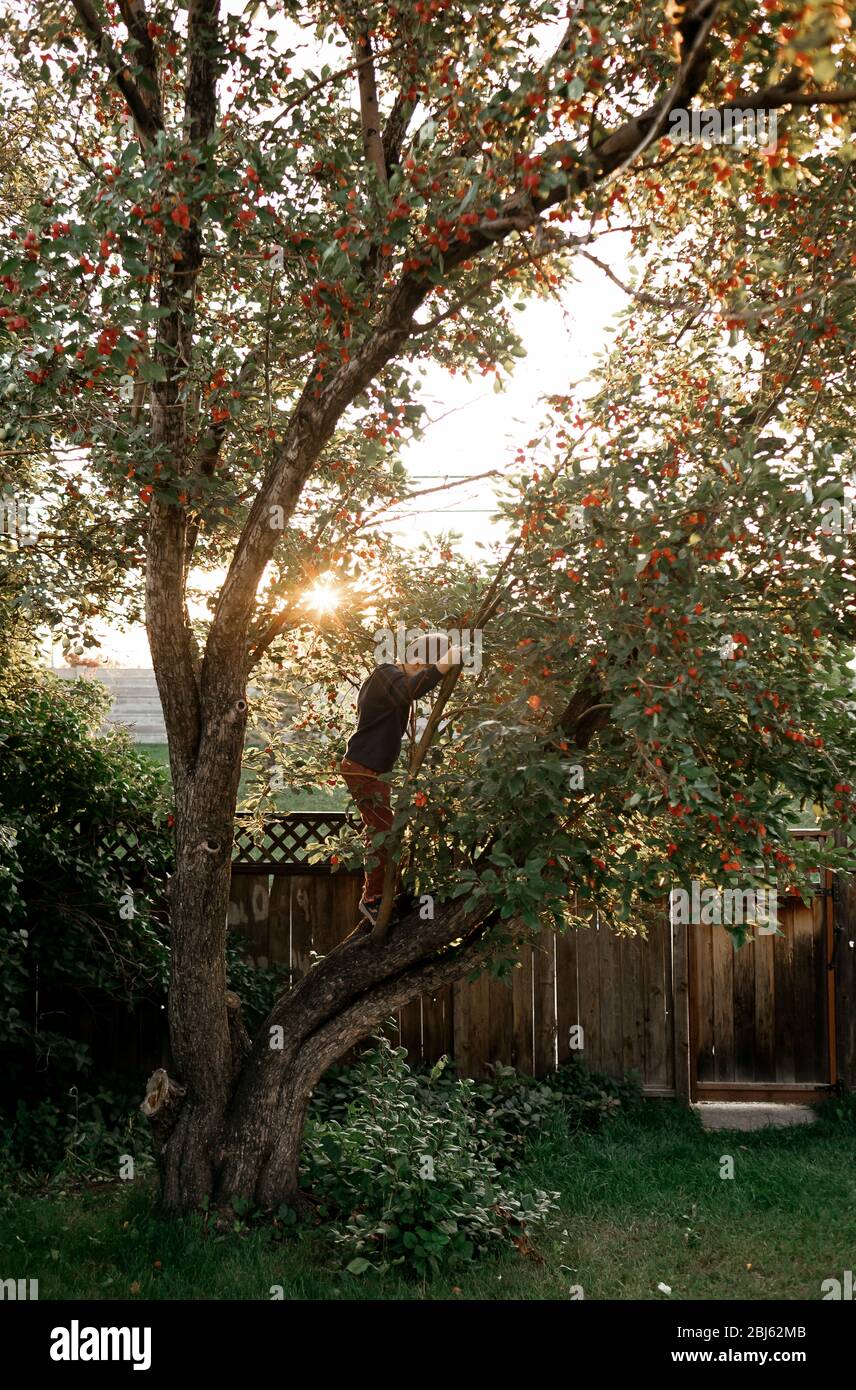 Boy climbing apple tree hi-res stock photography and images - Alamy
