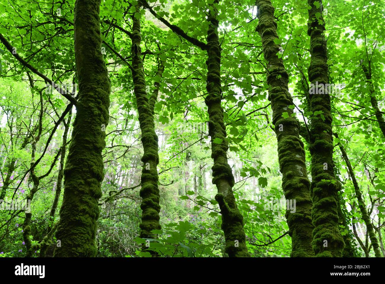 Irish Forest in the Ring of Kerry Stock Photo - Alamy