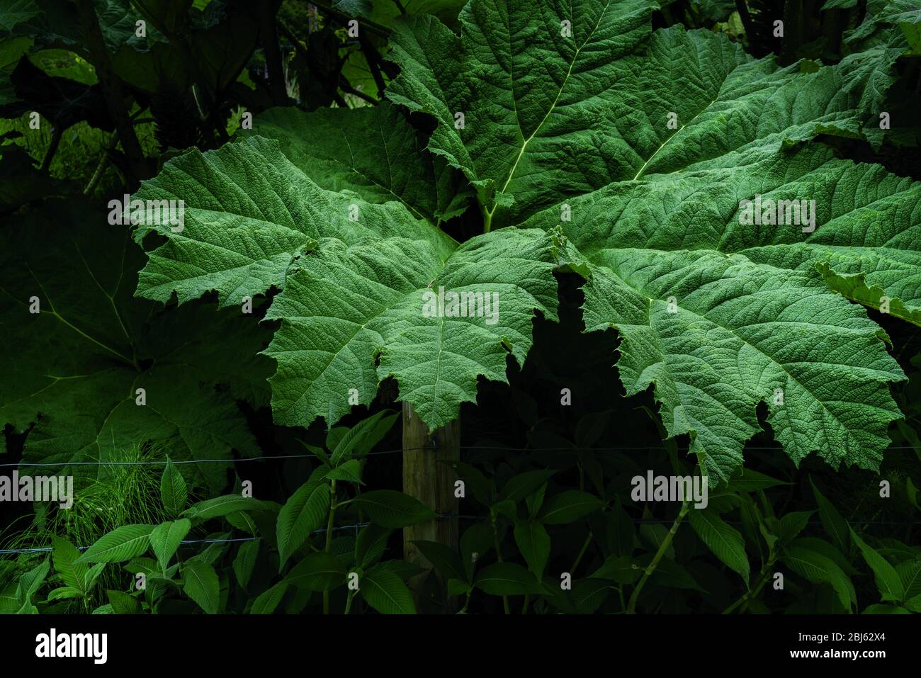 Oversized Green Leaves in Ireland Stock Photo - Alamy