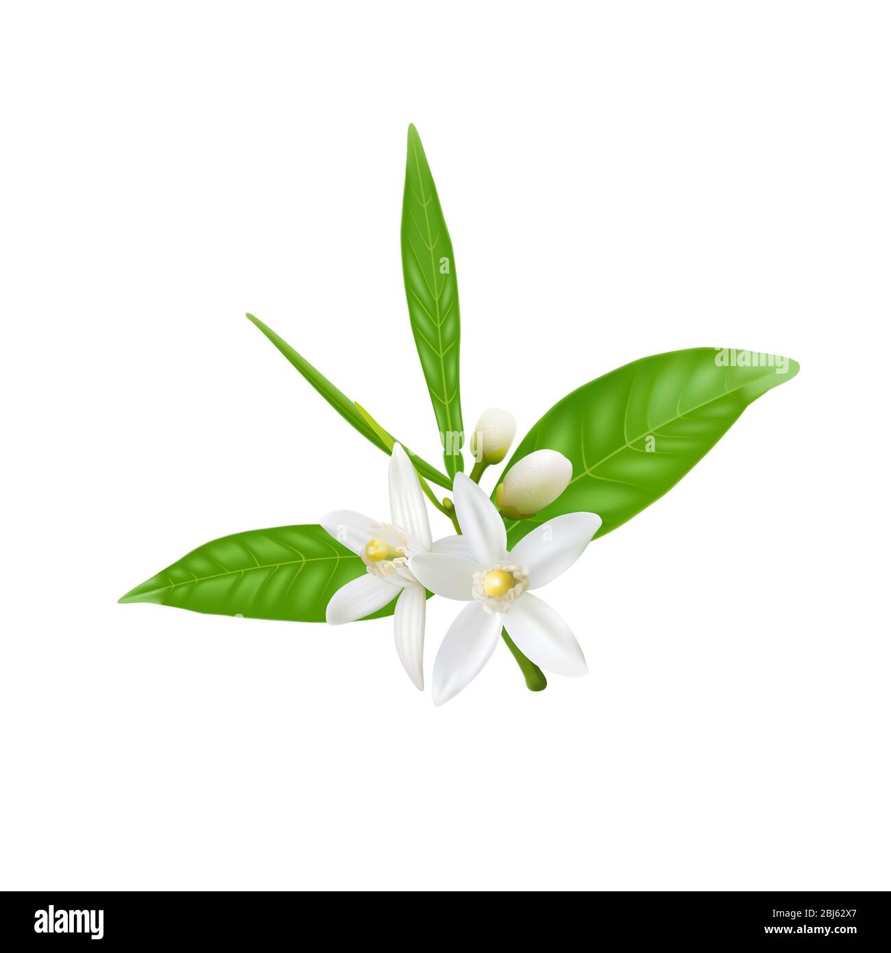 Citrus aurantium illustration Stock Vector Images - Alamy