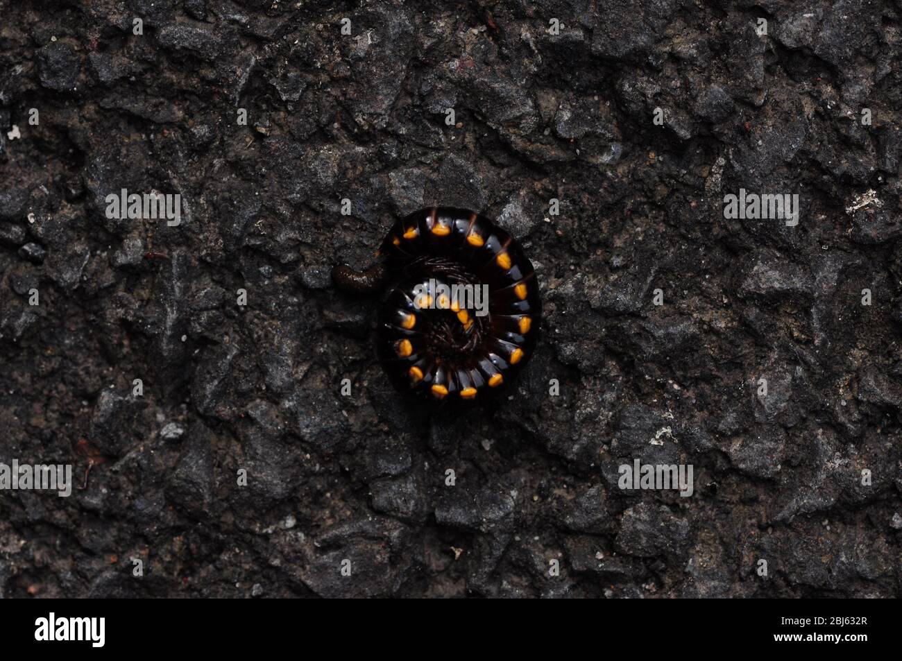 millipede coiled itself when being touched Stock Photo - Alamy