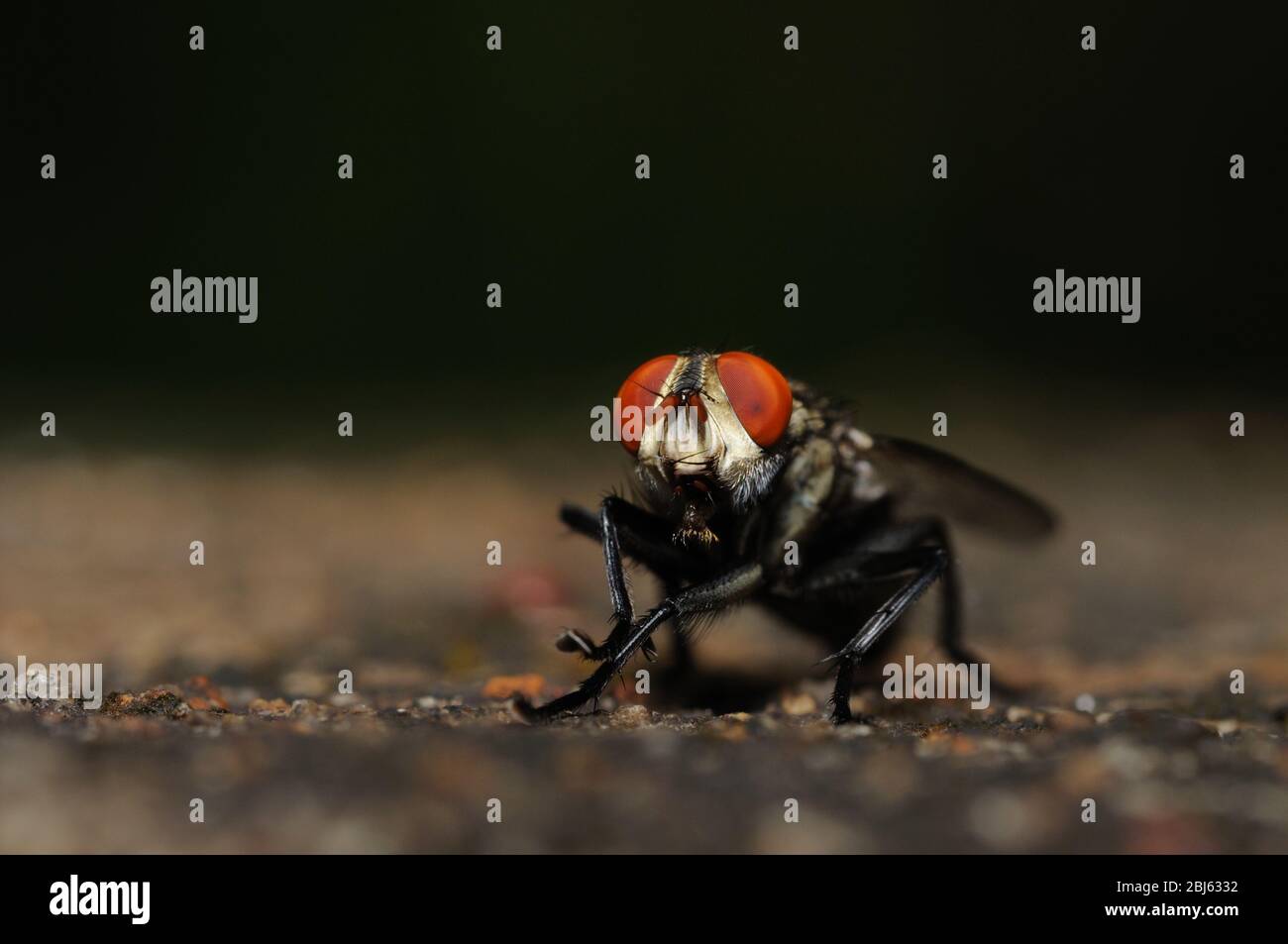 fruit fly close up of compound eyes sitting on a wall Stock Photo - Alamy