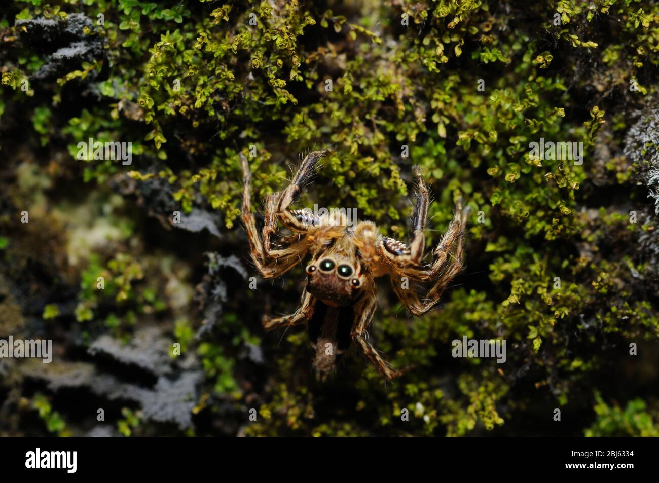 Curious spider looks in the lens just before jumping Stock Photo - Alamy