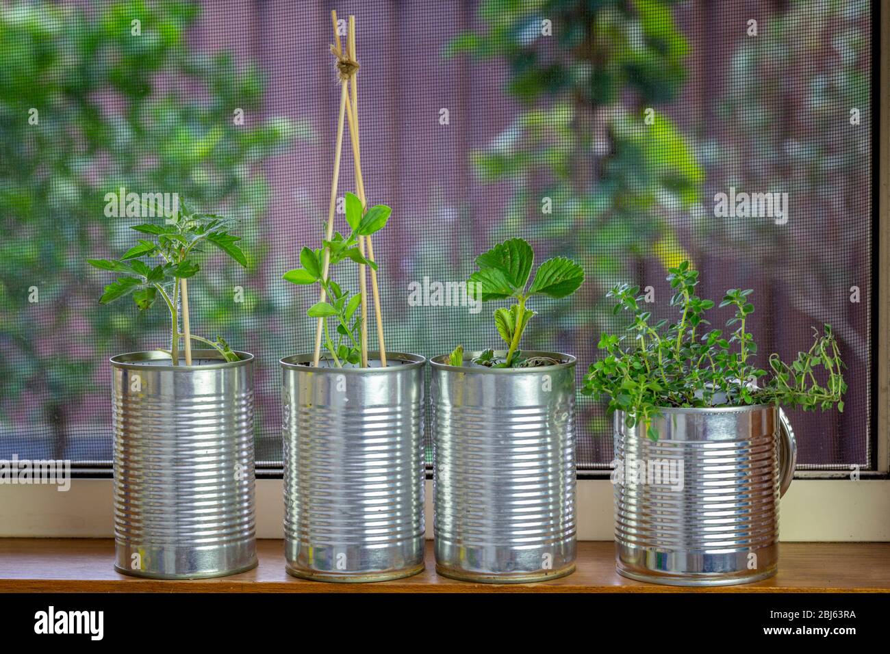 vegetable seedlings growing in reuse tin cans on window ledge, raised ...