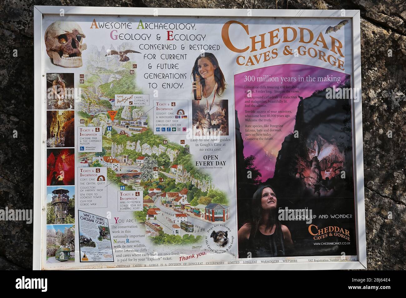 Cheddar Gorge is a limestone gorge in the Mendip Hills , near the ...