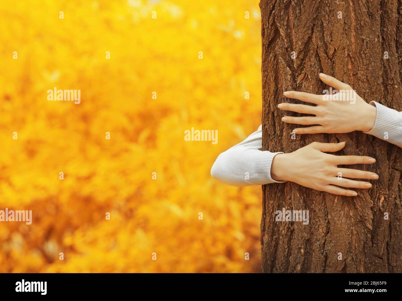 Human hands hugging tree in the park Stock Photo - Alamy