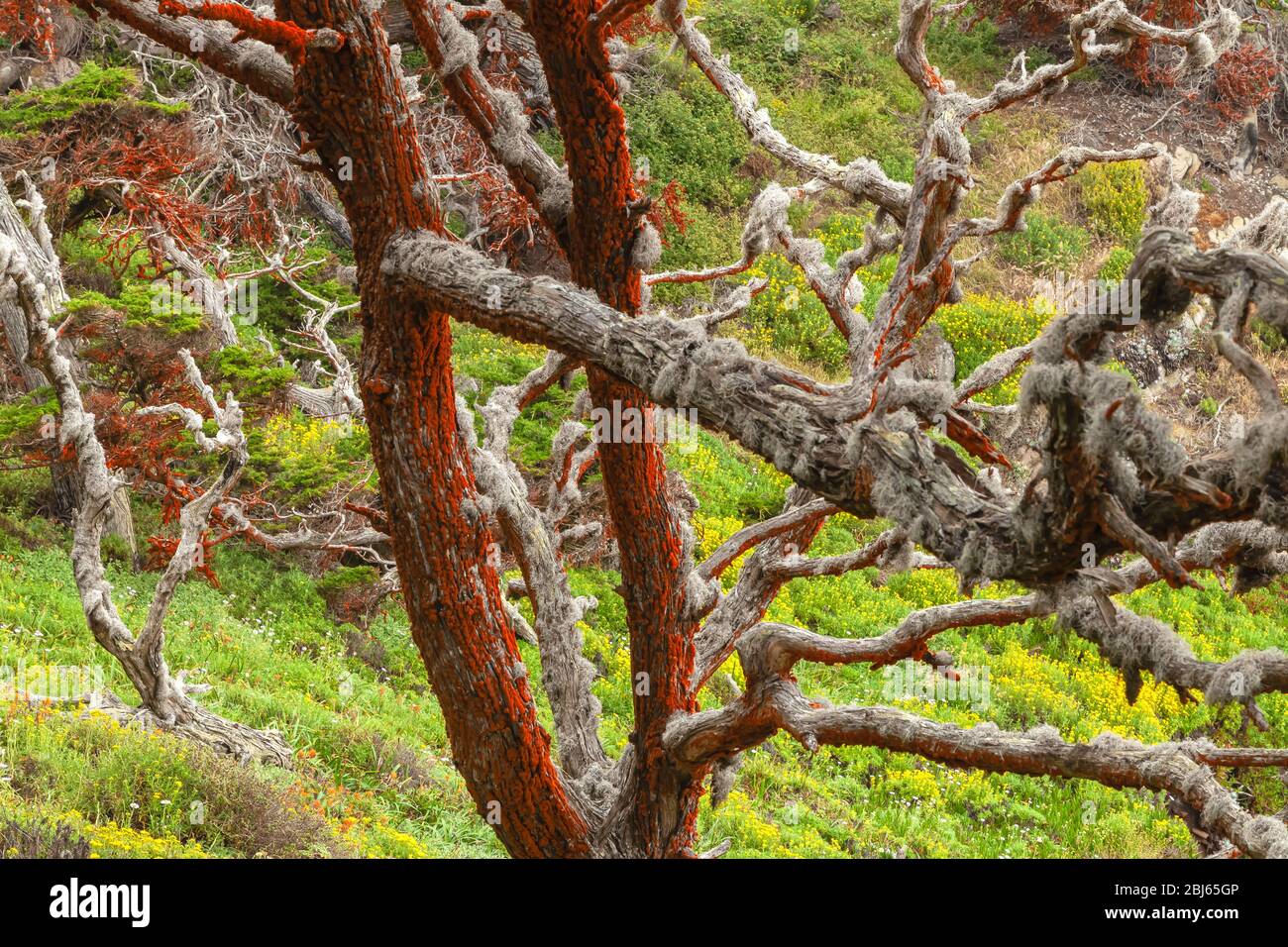 Green alga Trentepohlia aurea var. polycarpa on Monterey cypress tree ...
