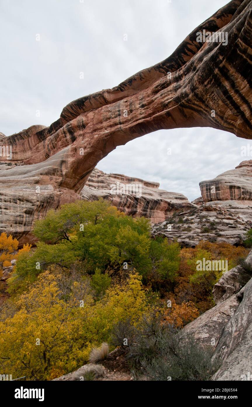 Sipapu Bridge over White Canyon in Autumn, Natural Bridges National ...