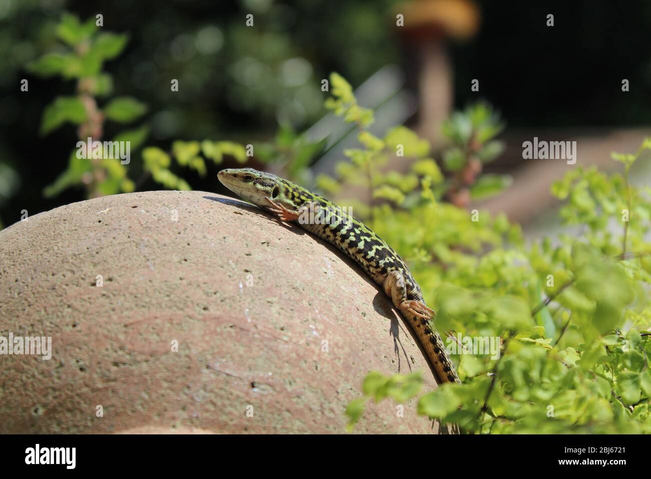 Italian wall lizard hi-res stock photography and images - Alamy