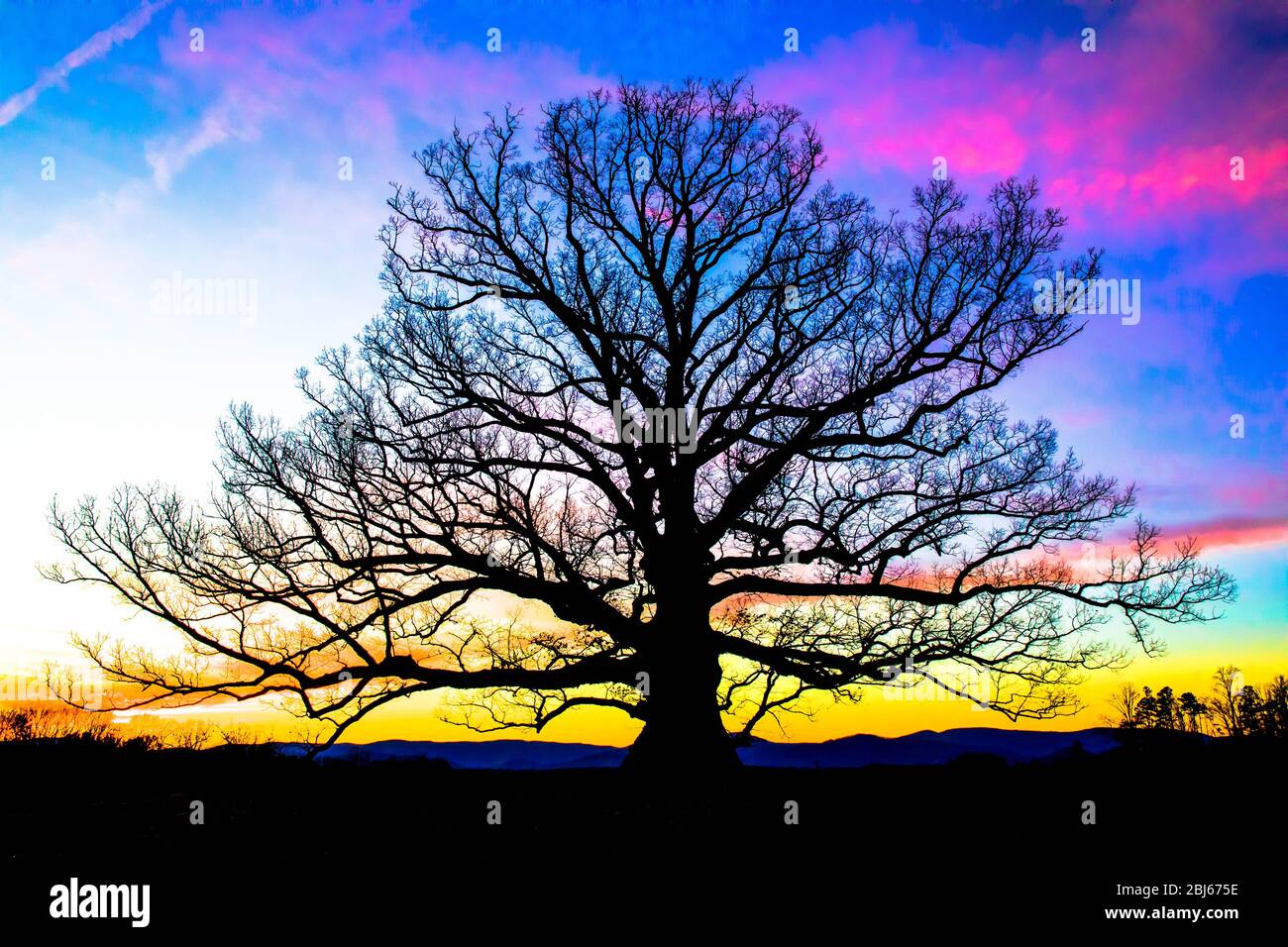Tree of life silhouette at sunset Stock Photo - Alamy