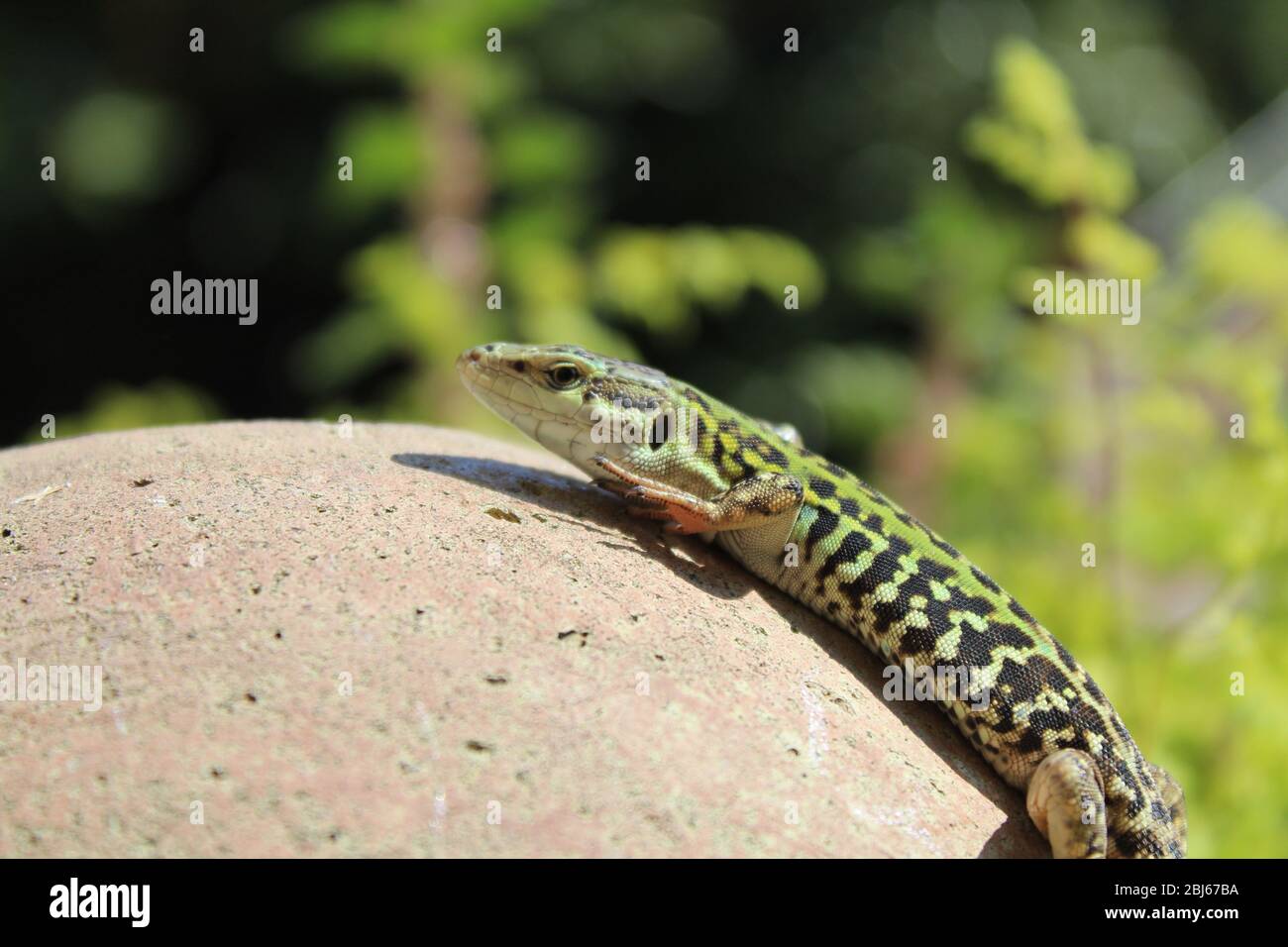 Italian wall lizard in Roman garden Stock Photo - Alamy