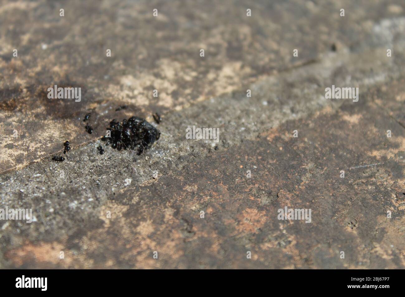 Dead worm hi-res stock photography and images - Alamy
