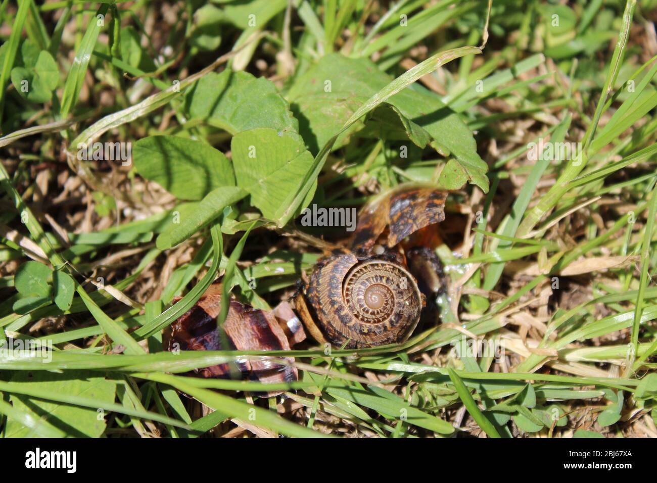 Dead weeds hi-res stock photography and images - Alamy