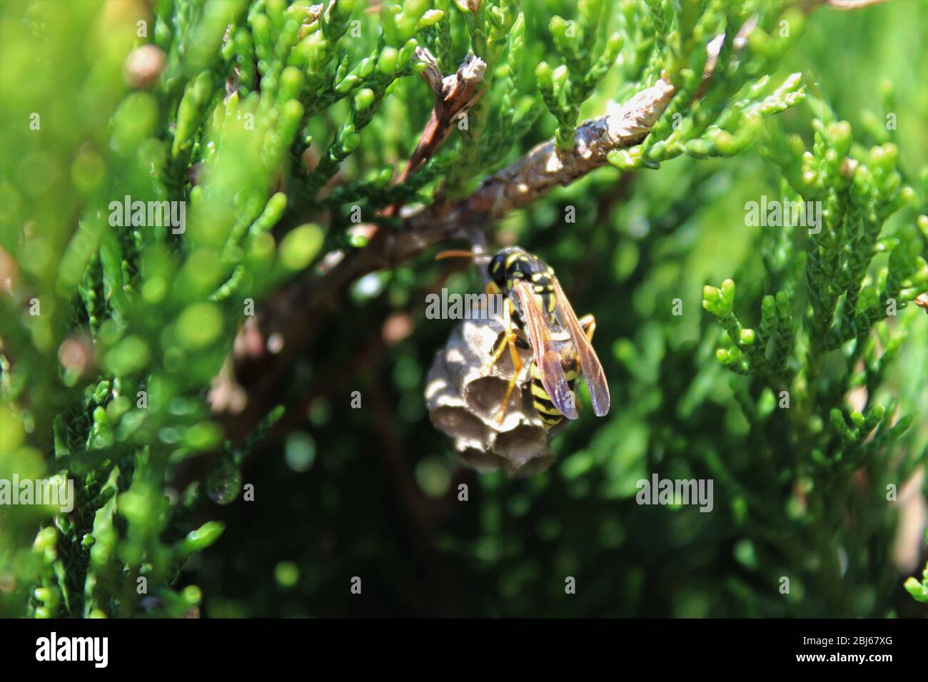 Paper wasp building a small nest Stock Photo - Alamy