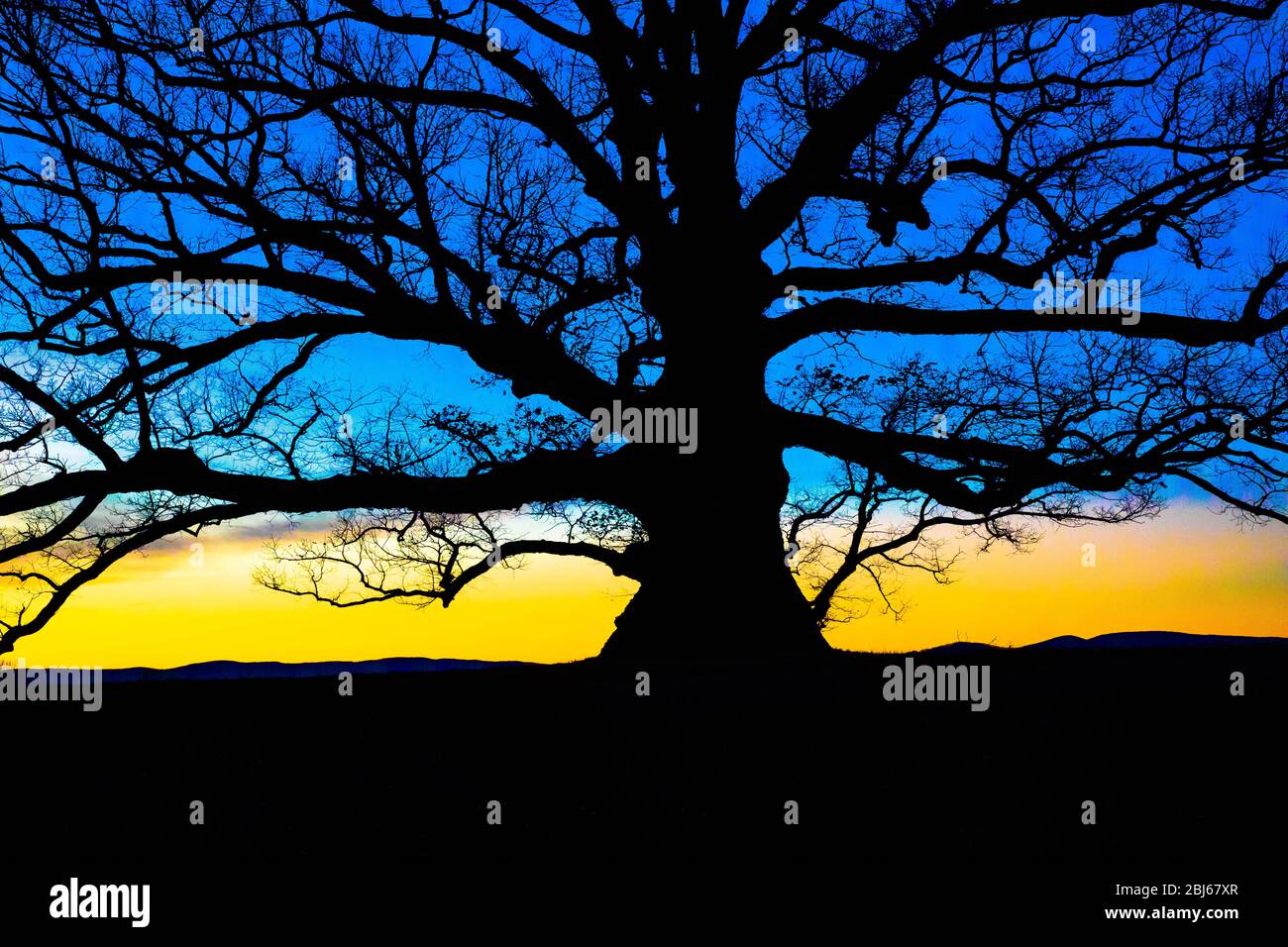 Tree of life silhouette at sunset Stock Photo - Alamy